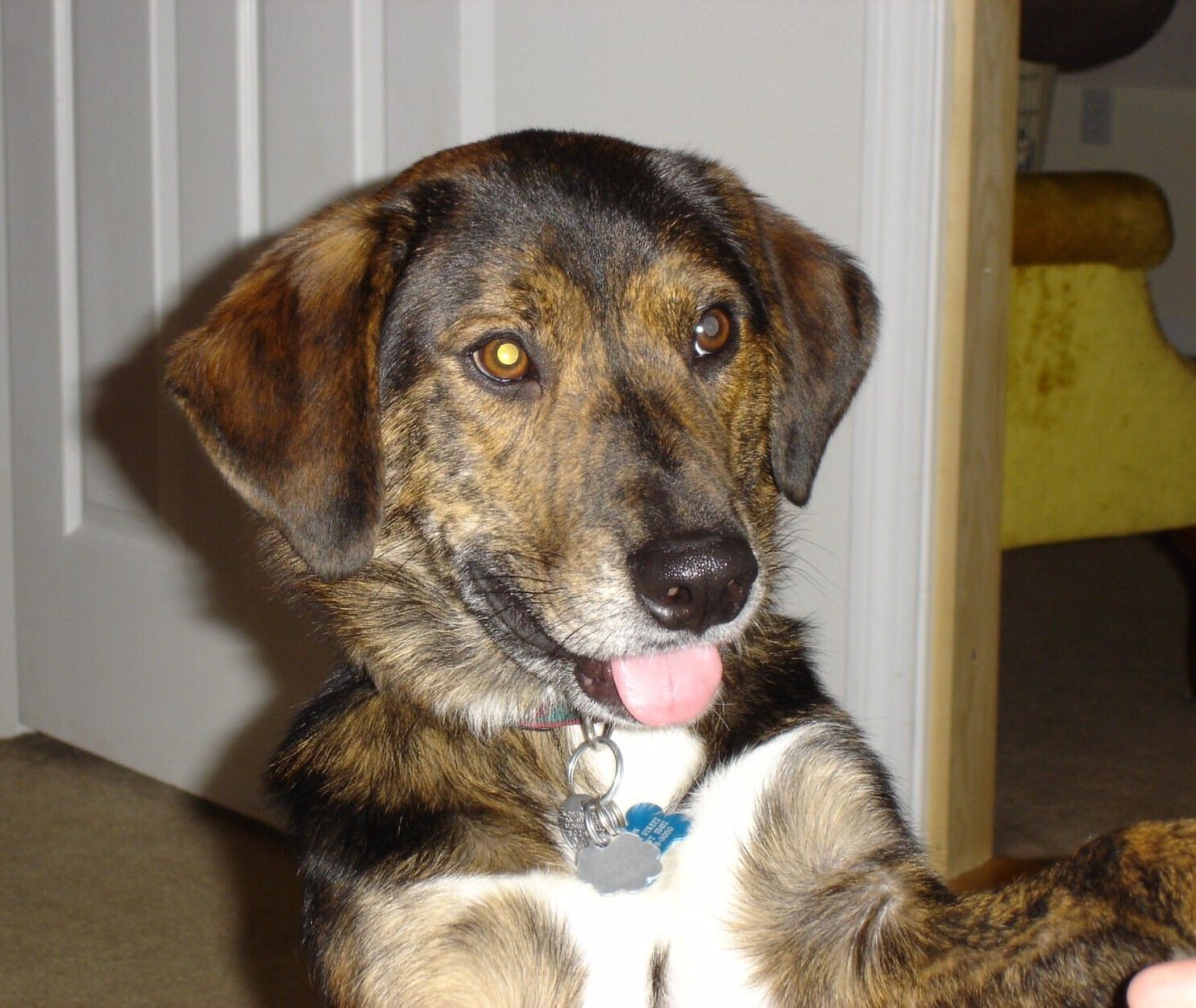 The Life And Times Of A Dog Named Mason Wheeler – Vermont Wheelers